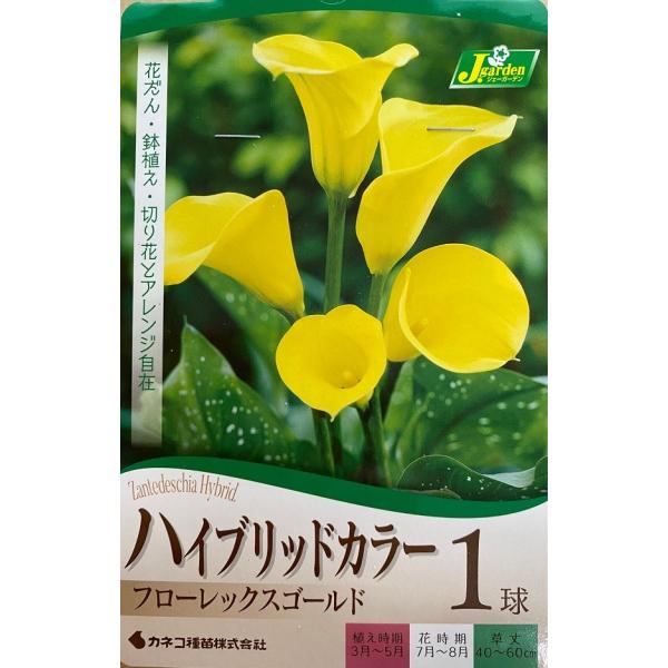 従来の品種に改良を加えた、大輪系の品種。ユニークな形の花はアレンジ材料として人気があります。実は花に見えるのは葉が変形した苞(ほう)で、その中心に花をつけます。花だんや鉢植え、コンテナ等の寄せ植えで、または切り花としてお楽しみ下さい。