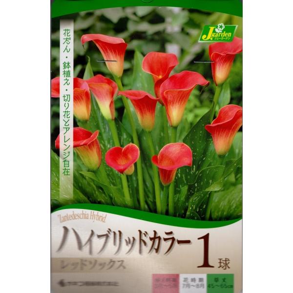 従来の品種に改良を加えた、大輪系の品種。ユニークな形の花はアレンジ材料として人気があります。花だんや鉢植え、コンテナ等の寄せ植えで、または切り花としてお楽しみ下さい。
