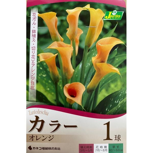 従来の品種に比べ、草丈が高く生育の良い品種です。花に見えるのは葉が変形した苞(ほう)で、その中心に花をつけます。花だんや鉢植え、コンテナ等の寄せ植えに最適です。切り花としても利用でき、アレンジには欠かせません。