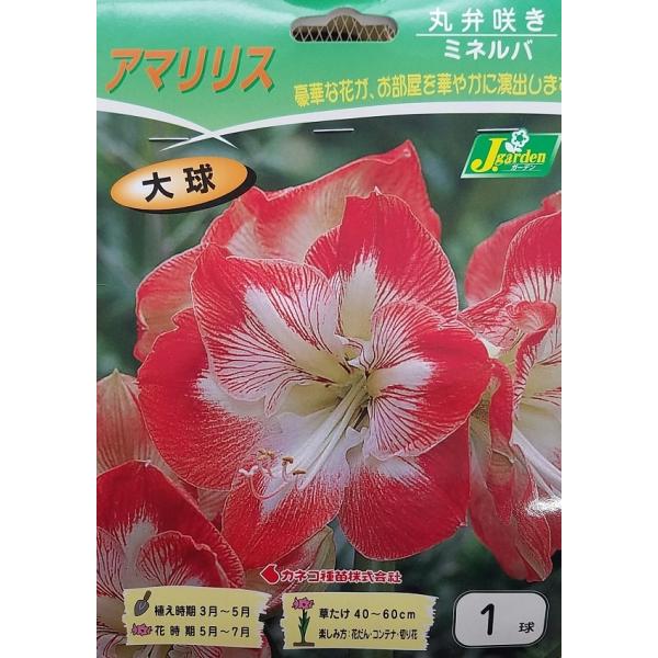 きれいな花を咲かせるため、芽が出てからは半日以上日のあたる場所においてください。植え付けの際は、過湿にならないように球根の1/3を出すようにしてください。