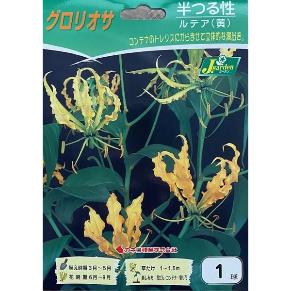 半つる性の球根植物で、トロピカルで豪華な花が人気です。赤と黄色、葉の緑のコントラストが美しく、アレンジメントや鉢花にとても人気があります。花持ちもよく、長く楽しめます。日当たりのよい場所で管理して下さい。水が大好きなので、切れないように注意...
