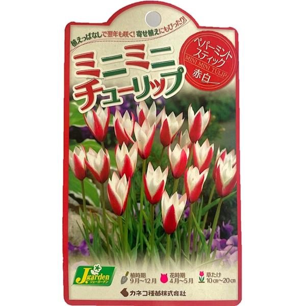 ミニの可愛いチューリップは、ガーデンやコンテナのワンポイントとしておすすめします。特にロックガーデンとして、また、コンテナガーデンなど、春の主役としてお楽しみください。