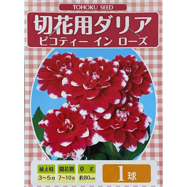 茎がしっかりしていて、切花に最適な覆色中輪咲きの品種です。プランターにも適しています。花先にちょこんと入る白色がとてもオシャレですね。