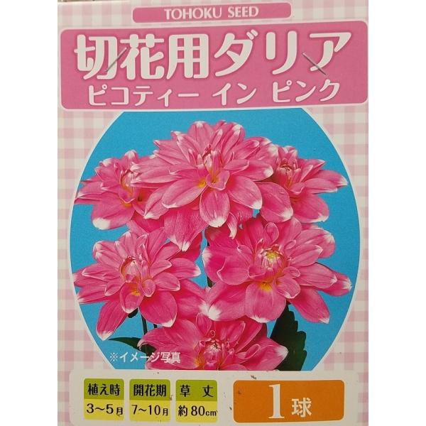 茎がしっかりしていて、切花に最適な覆色中輪咲きの品種です。プランターにも適しています。花先にちょこんと入る白色がとてもオシャレですね。