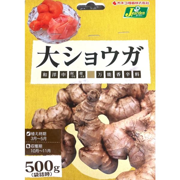 料理の風味付け、魚の臭み消しはもちろん、根がまだ硬くなっていない10〜11月に掘り出したショウガは、繊維が少ないので生のままスライスしても美味しく食べられます。また、甘酢や梅酢で漬物にするのもおすすめです。