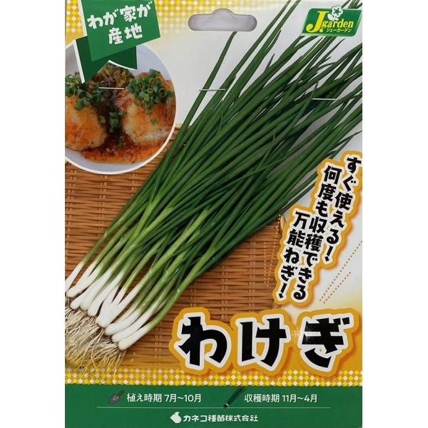小型の細ネギで長さ20cm位。1株から15〜20本に株別れし、風味豊かで栄養価の高いねぎです。株になっている球根を1つ1つ分球してから植えます。軟白部を多くする時は生育途中で土寄せをします。