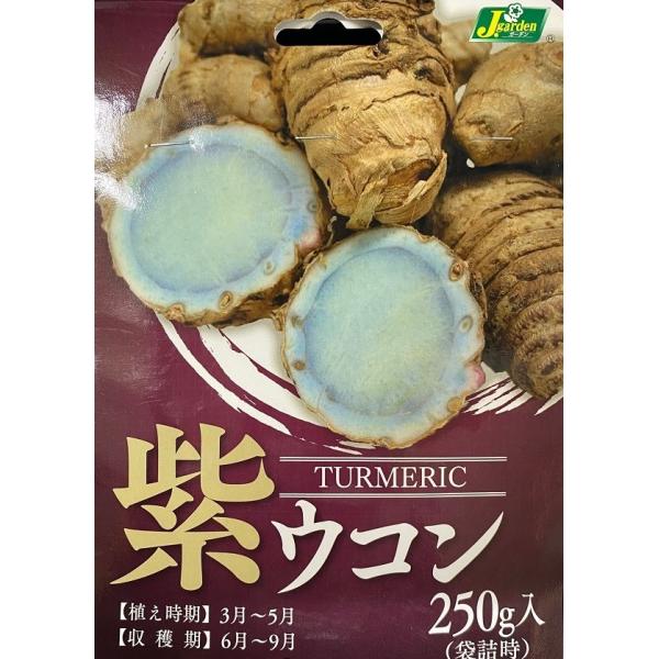 別名をガジュツとも呼ばれるウコン科の植物です。カレーの香辛料ターメリックとしても有名です。先端が淡い桃色のトロピカルな花を咲かせます。つやつやとした幅広い葉っぱも観葉植物として楽しめます！塊茎は生のままスライスして煮てお茶を作ったり、乾燥さ...