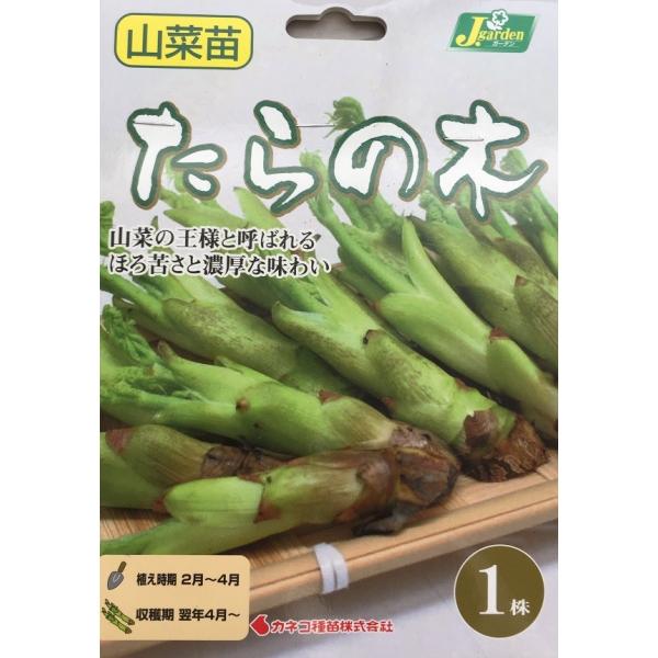 タラノ芽はウコギ科の落葉低木樹で、山菜の王様と言われています。コクのある独特の風味と歯ごたえがあり、天ぷらやゆがいておひたしや和え物にしたり、油で炒めて食べて美味です。8月ごろに小さな白い花が放射状にたくさん咲きます。