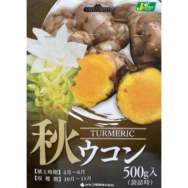 健康食品の一つとして有名なウコンですが、花は南国の雰囲気で夏の花壇によく合います。また根は香辛料。染料としても利用できます。熱帯性の植物なので、高温多湿で水はけの良い地での生育は旺盛です。