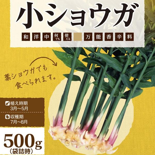香辛料の王様”しょうが”は世界中の様々な料理に使われている万能野菜です。料理の風味付け、魚の臭み消しはもちろん、茎葉をお風呂に入れて利用する事も出来ます。また、葉ショウガとしても焼き魚の付け合せや、そのまま味噌をつけてつまみ等に利用できます。