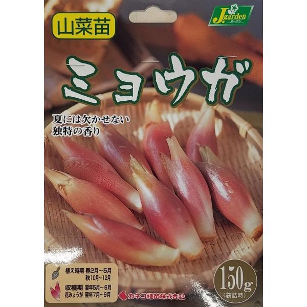 夏には欠かせない薬味であるミョウガ。一般に食用にしているのはミョウガの花で、地面すれすれに生えてきます。畑の緑や垣根の下などに植えておけば、香り高いミョウガを手軽に楽しめます。