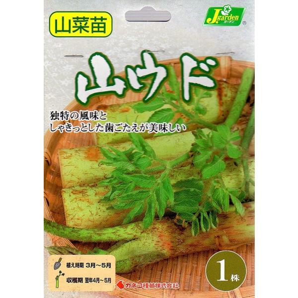 ウコギ科タラノキ属の多年草植物です。「ウドの大木」の名のとおり2m位まで成長しますが、収穫は春に出る新芽と軟化した茎の部分です。香りが良く、山菜の中でも特に人気があり、天ぷら、ごまみそ、ぬた、汁の実に利用できます。