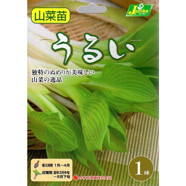 春の山菜の逸品。紫の花が美しいギボウシの若芽で、アクがなく軽く茹でてお浸しなどで食べると特有のぬめりときゃきしゃきとした歯ごたえが楽しめます。また「山かんぴょう」とも呼ばれ、乾燥して保存食にも利用されます。