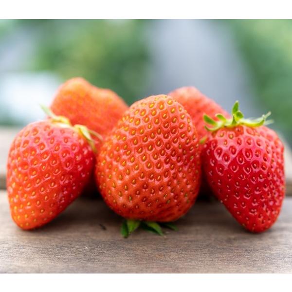 美味しさよつぼし級！日本で初めて実用化された種子繁殖型品種です。株分けしたランナー苗と違い、種から育った苗だから、病害虫が少なくて揃いがよく元気に育ちます。イチゴ界話題のニュータイプ品種にふさわしく、赤くて風味豊かな美味しい果実が実ります。