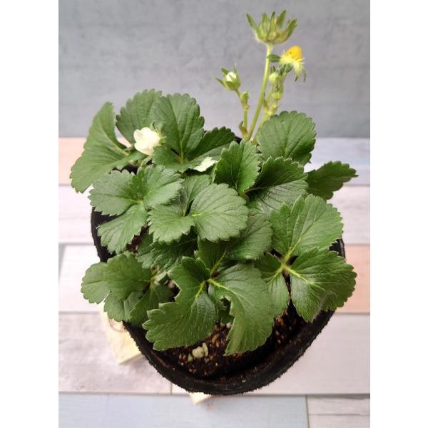 大きくて、甘くて、おいしい！数量限定イチゴ苗！通常いちごの1.5〜2倍にもなる大きな果実をつけるジャンボいちごです！濃赤色で、果実も美しく、甘みが強くて、柔らかいのが特徴です！