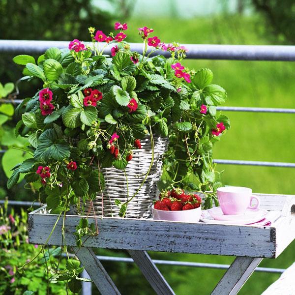 国際植物機関フロラセレクト2011年 品評会フロラスター賞受賞！四季成り品種で、長い間収穫が可能！トスカーナは、いちごには珍しく、濃いピンクの花を長期間咲き続けます！バラの様な愛らしい花は、観賞価値があり、ハンギング、バスケット、鉢植えとし...