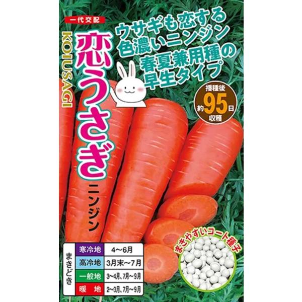 ・レギュラーサイズの約2倍の大きさでも収穫可能！・トウ立ちが遅く、春蒔きも安心です。・とても在圃性が長く、裂根の心配が少ない。・肉色は鮮やかな濃紅色です。