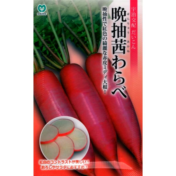 播種後約50日で根長18〜20cm、根茎5〜6cm、根重400g程度になる晩抽赤皮ミディ大根。葉は切れ込みのある濃緑葉で、葉軸は紅色です。草姿はやや立性ですので密植栽培ができます。肉質ち密で歯切れよく、サラダや漬物に適します。晩抽性が高いた...