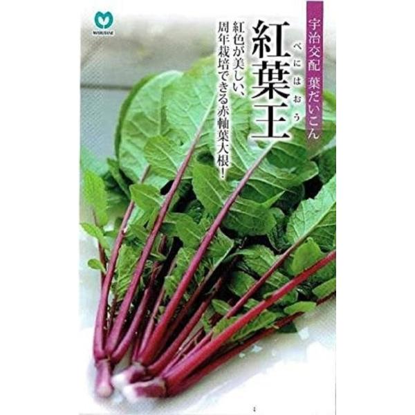 生育旺盛で作りやすく、秋〜春どりを中心に周年栽培が可能です。収穫までの日数は春〜秋期で約25〜40日、夏期で約20〜25日、冬期で約60〜70日です。草姿は立性、葉は濃緑で、葉柄は紫紅色となり、毛茸の少ない品種です。葉、茎ともにやわらかく煮...