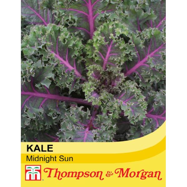 A stunning variety with deep red textured leaf with a striking pink mid vein that will turn a meal into a work of art!Ka...
