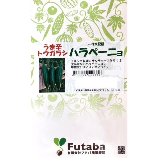 メキシコ料理のサルサソースにはには欠かせないハラペーニョ。 中程度の程よい辛さです。