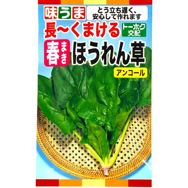 とう立ちの心配が少ないのでタネをまく時期が長く、病気にも強く作りやすい品種です。葉は肉厚で照りがあって見映えよく、株も充実する多収タイプです。直売出荷にも最適です。