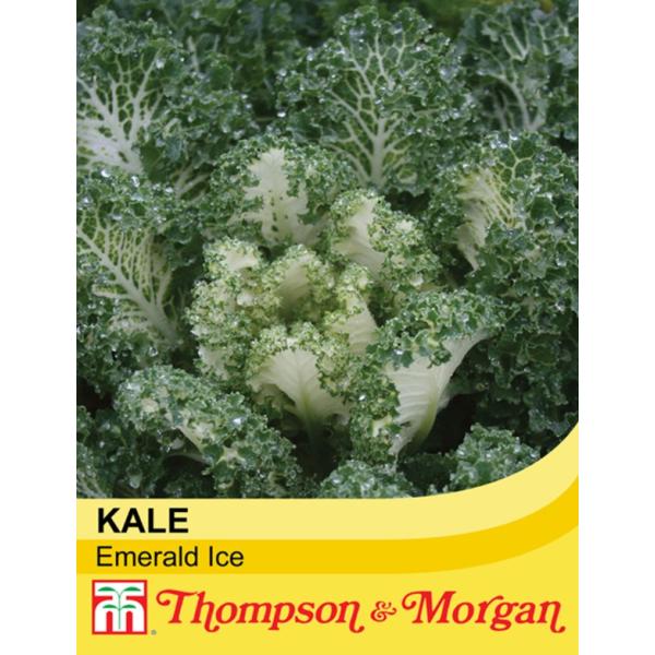 An exceptionally fine flavoured variety that has the best eating quality of all kales.The textured ruffled leaves of Kal...