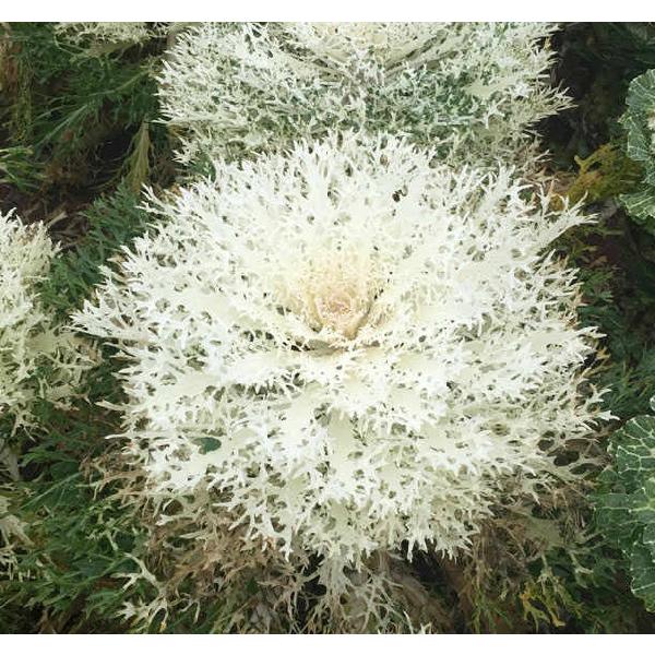 A very showy kale, with frizzled white leaves that make it look more like a beautiful flower.Equally at home in a mixed ...