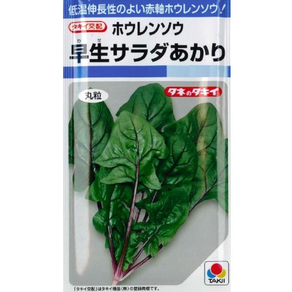 低温伸長性にすぐれ、栽培しやすい秋冬どり向け赤軸種。葉柄・葉脈が鮮紅色で、アクが少なく食味がよい。草丈12〜15cmのベビーリーフとしても楽しめる。