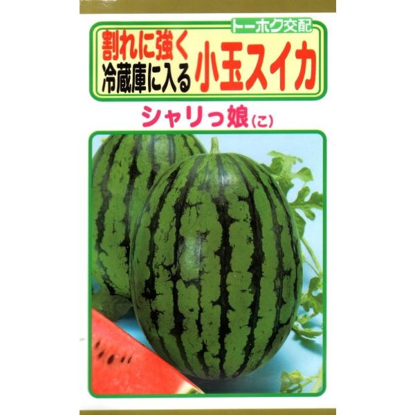 抜群の甘さとシャリ感の小玉スイカ。作りやすく、特に果実肥大期や収穫後の割れに強い。ラグビーボール型で冷蔵庫に収まる手頃な形とサイズ感。