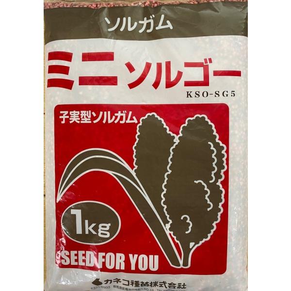 ●草丈1.2〜1.5mと短稈で倒伏に強いです。●防風等を目的とした圃場周囲の囲い込みや間作利用に適します。