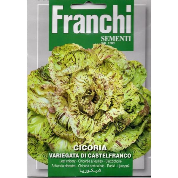 期限切れ(2026年6月)間近セール！リーフチコリー・カステルフランコ（variegata di castelfranco）はバラの大輪が花開いたような姿形とクリームグリーンとワインレッドの斑入葉がたいへんデコラティブなルーズリーフタイプの...