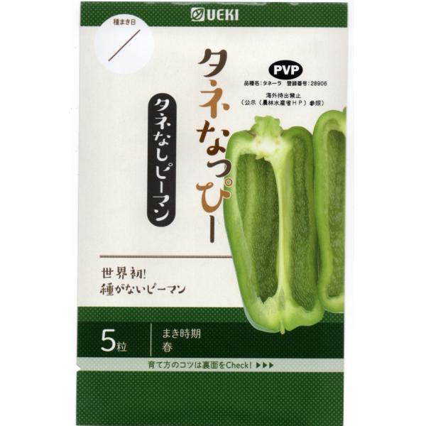 受粉しなくても着果する性質をもった種なしピーマン。1個あたり30〜50g一般的なピーマンと同サイズ。着果が良くがたくさん収穫できる。葉が大きく樹勢は非常に旺盛。果肉は厚く多汁質、苦味も少なく食べやすい。