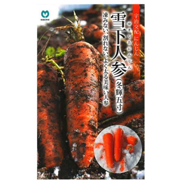 夏まき、年内〜春どりに適する越冬五寸ニンジンで、吸込性が強く、厳寒期の肩部の腐敗、裂根、二次根の発生も少なく秀品率が高い品種です。播種後100日位で、根長18cm前後、根重200位となり、鮮橙紅色で芯色も濃く、肉質、尻詰まり共によい、肩部か...