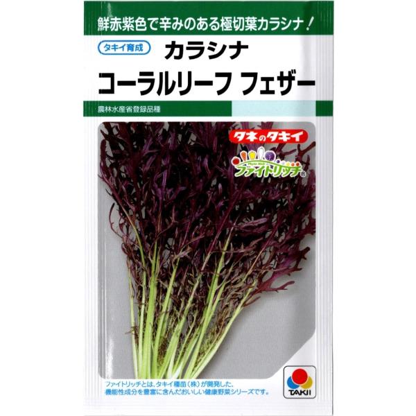 葉身がツヤのある鮮やかな赤紫色に色づくカラシナ。葉型は深い欠刻が入った極細葉の切葉となる。うまみと辛みのバランスがよい。草姿は立性で安定して芯葉が展開し、葉ぞろいがよく荷姿が調う。株どり収穫での束ね出荷やFG袋出荷ともに適する。機能性成分ア...