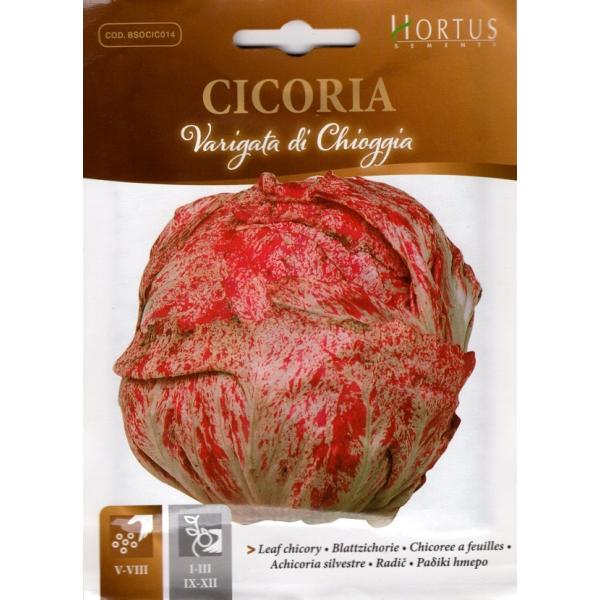 イタリアの古い漁村キオッジャが発祥の地です。とても美しい赤に白の斑入り葉、大きな球形の品種です。イタリアでは大変人気の品種で、サラダの彩りに最適です。寒さにあたると葉が色づいてきます。