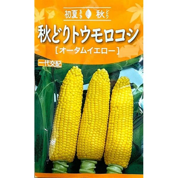 ボリューム感ある秋どり用のイエロー種です。タネまき時期には充分な気温があるので育てやすく、収穫期は昼夜の気温差で甘さがのるので格別の味わいです。