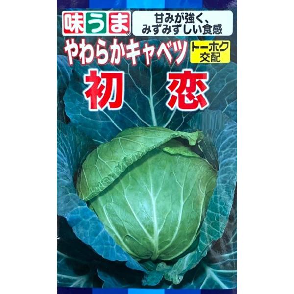 甘みがあって食べ飽きないとびきりおいしいキャベツ。やわらかくみずみずしい葉質でシャキシャキとした歯切れの良さが楽しめます。病気に強く、育てやすい栽培特性の早生品種で、生育スピードが早いにも関わらず裂球しにくい生育特性で、定植後約60日で1....