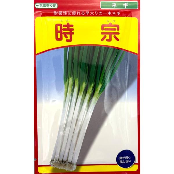 ・夏越し性に優れ欠株発生が少ないため、8〜11月収穫に向く。・葉鞘部の伸び・太りに優れ、L比率が高い。・首部の揃いと締まり良く、葉色は濃緑で葉折れ少なく、管理作業がしやすい。
