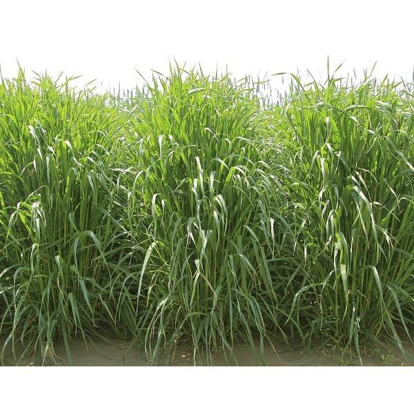 ・根物野菜の大敵キタネグサレ線虫の抑制に抜群の効果！・初期生育が早く雑草を抑え多量の有機物が得られます。・マリーゴールドに比べ栽培が容易で、10a当たりの価格が安くお得です！