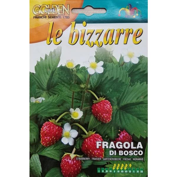 ヨーロッパの森のイチゴで小粒で繊細ですが、香りと味、甘味が凝縮されたとっても魅力的なイチゴです。ずば抜けておいしいと評されています。初夏７月くらいから本格的に実をつけ始めます。ヨーロッパでは本物の味として、フランス料理界などで取り扱われてい...