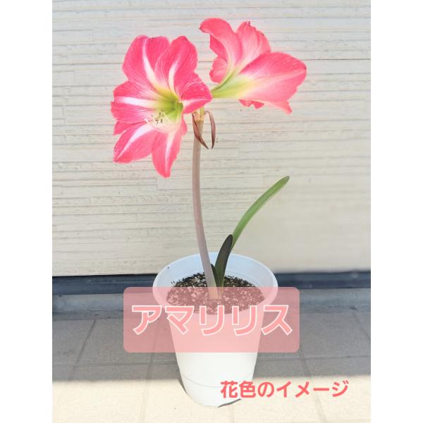 ◎特徴アマリリスは花径10〜20cmもある鮮やかな色の花を、すっと立ち上がる太い茎に咲かせます。1株でもインパクトがあり、鉢植えや花壇、あるいは切り花として利用されています。戸外で栽培すると、春に花茎（蕾）と葉がほぼ同時に地上に現れ、その後...