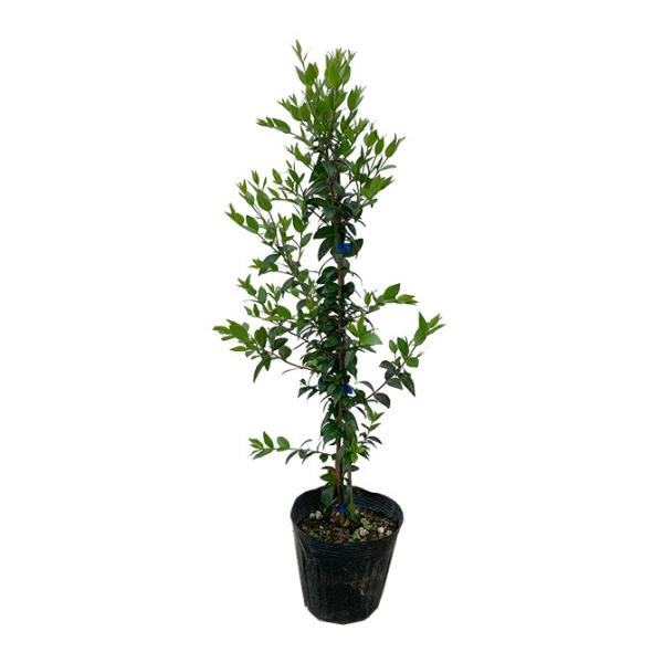 ギンバイカは、白い花弁がウメの花を思わせるところからその名がつきました。花は白色で淡黄色の雄しべが花を引き立たせ、芳香を漂わせます。葉は明るい緑色で、密なブッシュをつくります。葉はハーブとして使用でき、実は食べることができます。※耐寒性が弱...