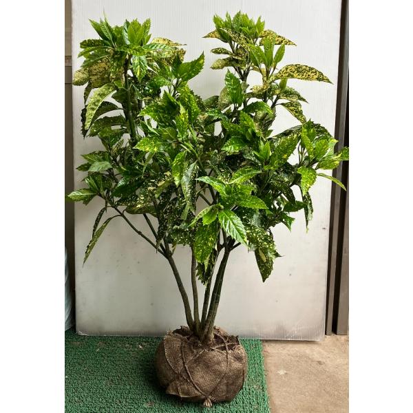 斑入りや多数の園芸品種が流通しているアオキ。冬には赤色の果実がつき、葉も光沢がありますので、観賞価値が高いです。雌雄異株ですので、雌株にのみ実がつきます。実を楽しみたい場合は、雄株と雌株両方が必要です。耐陰性に優れており日陰に強いので、半日...