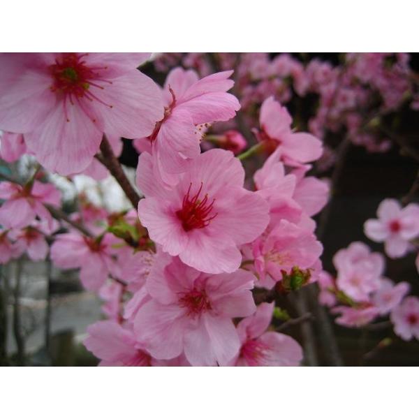 桜は日本の春を代表する花木です。古くから日本人に愛され、生活に密着した植物のひとつです。日本には多くの品種があり北海道北部から沖縄にかけてその土地に適した桜の自生が見られます。ヨウコウザクラはアマギヨシノとカンヒザクラの交配で生まれた桜です...