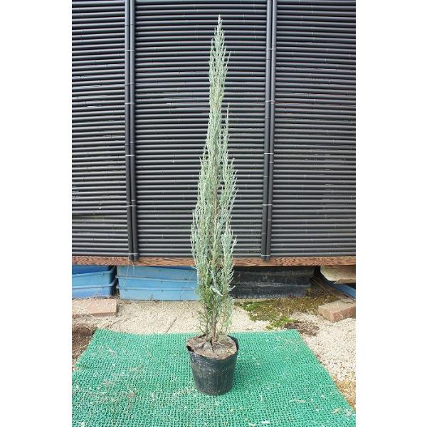 スカイロケットは名前の通り空に向ってまっすぐ伸びる常緑樹です。スリムな樹形で、やや青みがかった色が魅力です。狭い庭でも奥行きとゆとりを感じさせてくれます。生垣やシンボルツリー、他のコニファーと組み合わせたりして楽しめます。育ちが早いので、年...