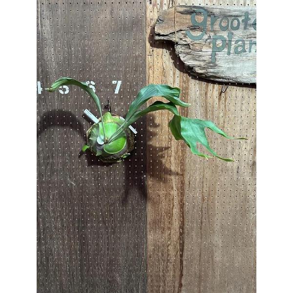 現品販売 1点もの ビカクシダ 原産地：タイ コウモリラン ビカクシダ 壁掛け インテリアビカクシダ（その他の呼び名：コウモリラン、鹿角シダ、Platycerium）タイなどで買い付けた個体を、埼玉県のナーセリーで養生及び日本の気候に慣らし...