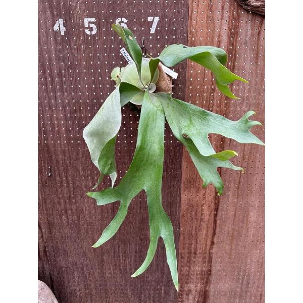 現品販売 1点もの ビカクシダ 原産地：タイ コウモリラン ビカクシダ 壁掛け インテリアビカクシダ（その他の呼び名：コウモリラン、鹿角シダ、Platycerium）タイなどで買い付けた個体を、埼玉県のナーセリーで養生及び日本の気候に慣らし...