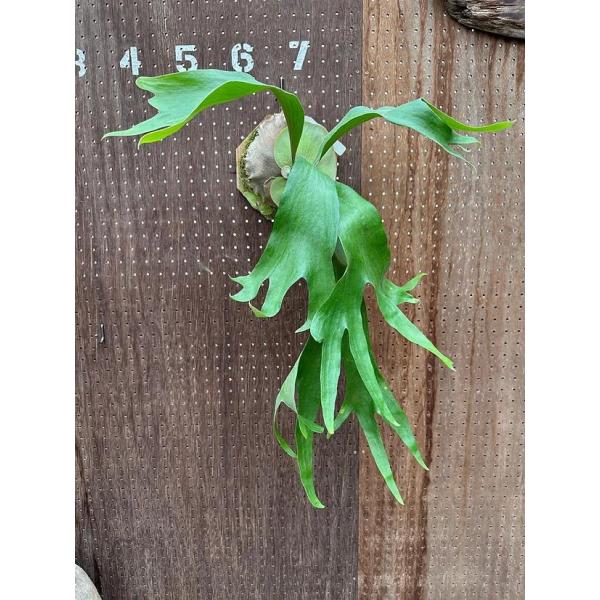 現品販売 1点もの ビカクシダ 原産地：タイ コウモリラン ビカクシダ 壁掛け インテリアビカクシダ（その他の呼び名：コウモリラン、鹿角シダ、Platycerium）タイなどで買い付けた個体を、埼玉県のナーセリーで養生及び日本の気候に慣らし...