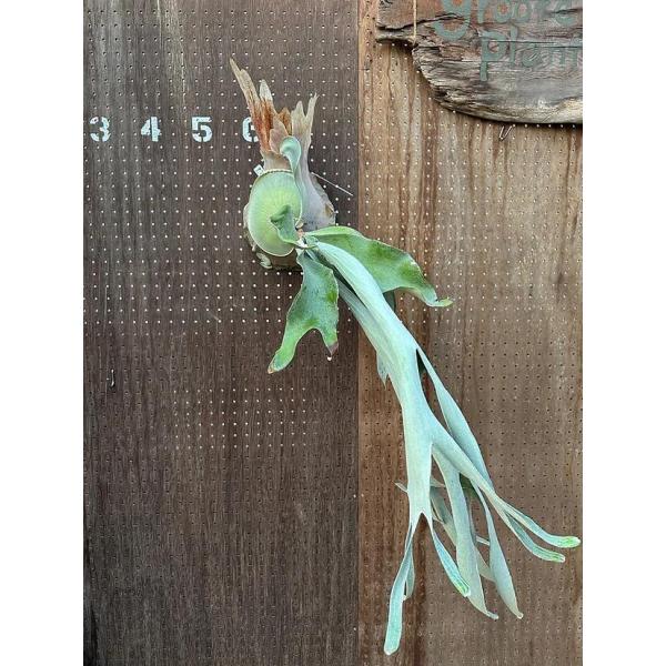 現品販売 1点もの ビカクシダ 原産地：タイ コウモリラン ビカクシダ 壁掛け インテリアビカクシダ（その他の呼び名：コウモリラン、鹿角シダ、Platycerium）タイなどで買い付けた個体を、埼玉県のナーセリーで養生及び日本の気候に慣らし...